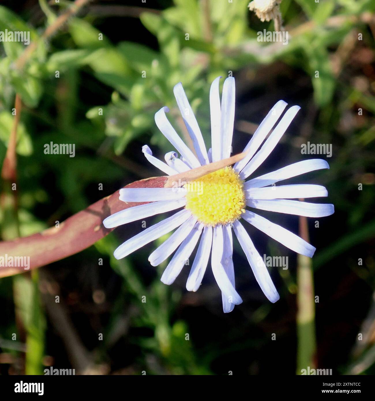 Soft Felicia (Felicia amoena) Plantae Stock Photo - Alamy