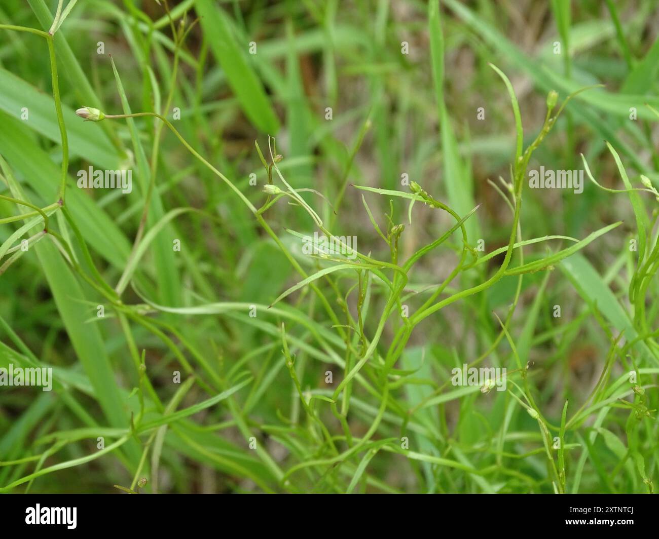 Marsh Bellflower (Palustricodon aparinoides) Plantae Stock Photo - Alamy