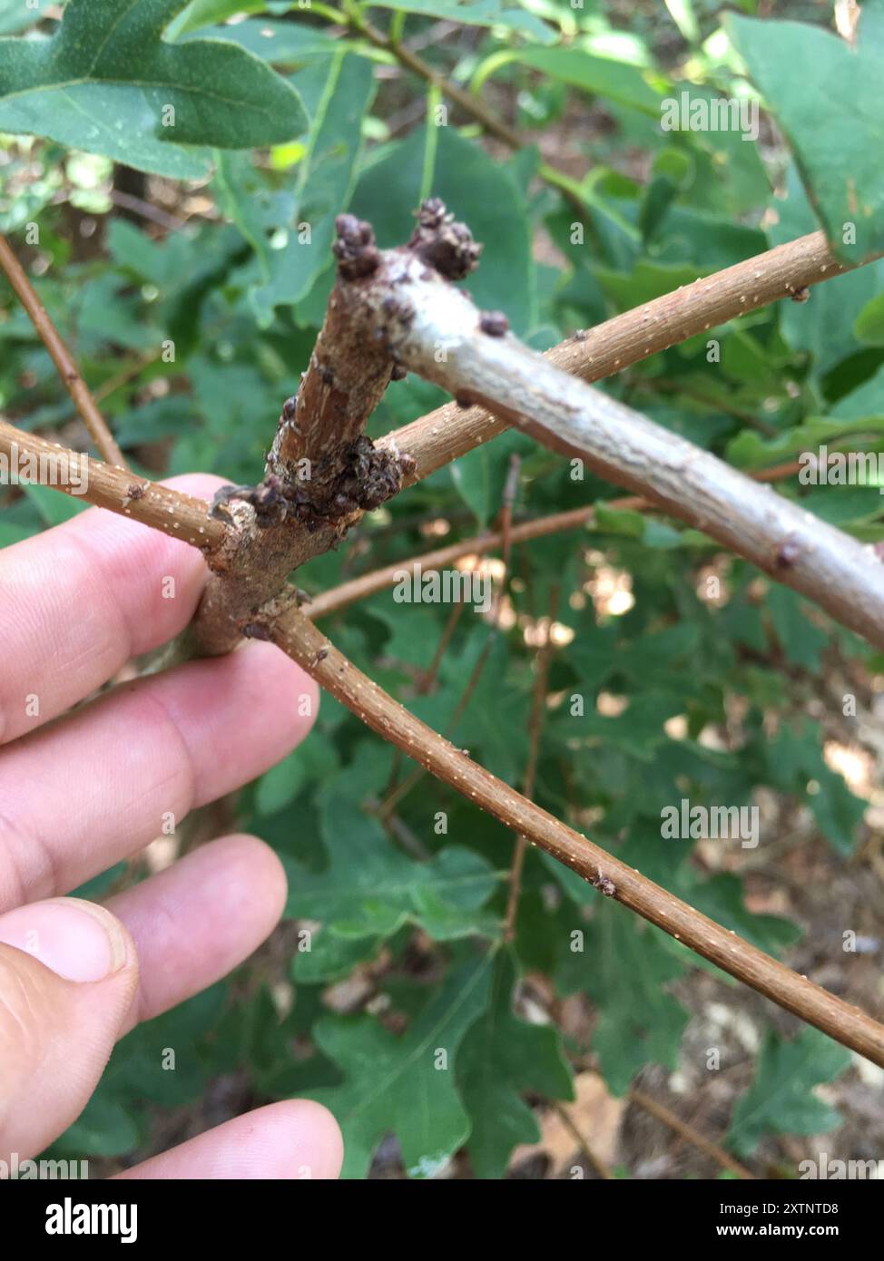 sand post oak (Quercus margaretiae) Plantae Stock Photo - Alamy