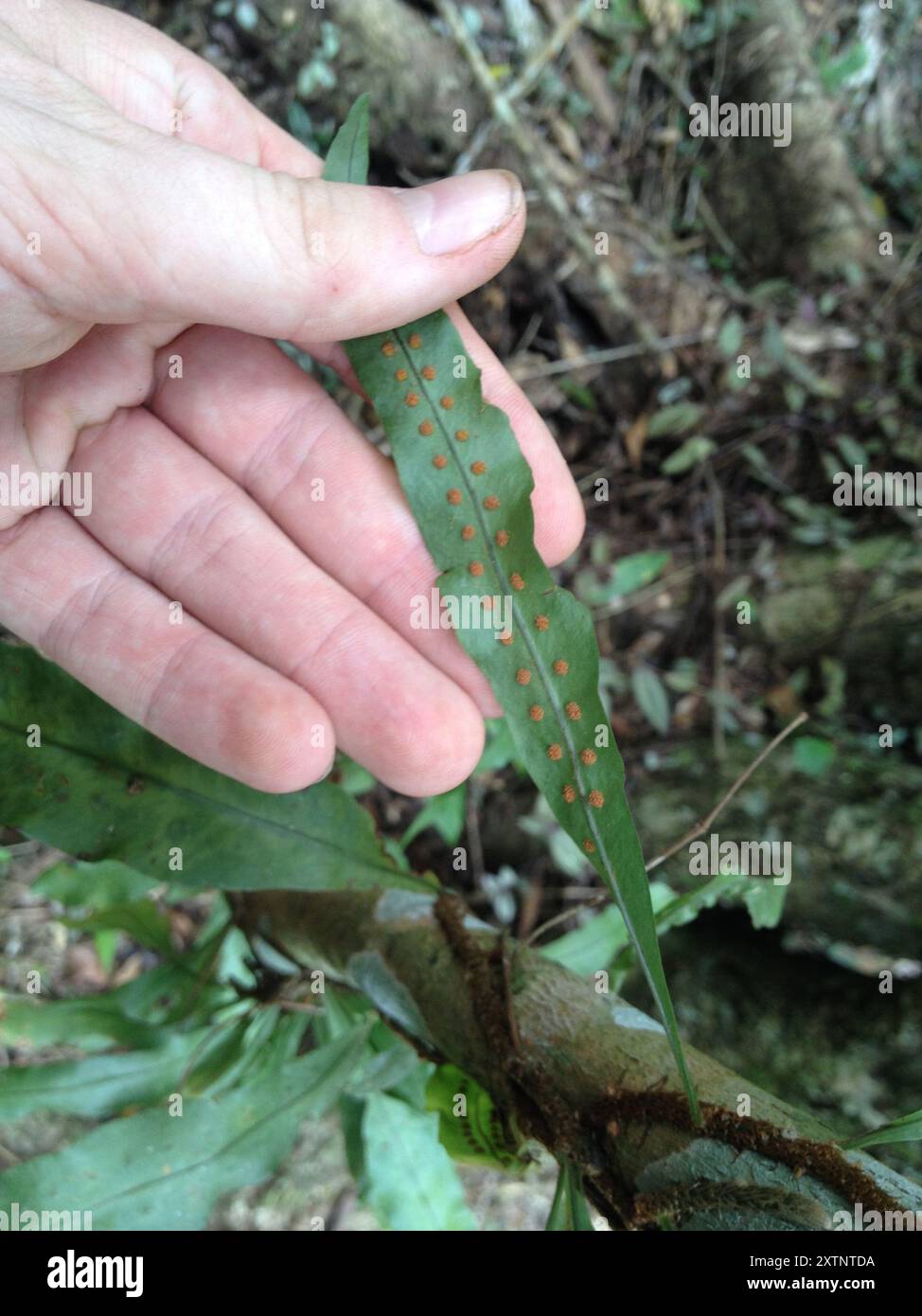 polypody family (Polypodiaceae) Plantae Stock Photo - Alamy