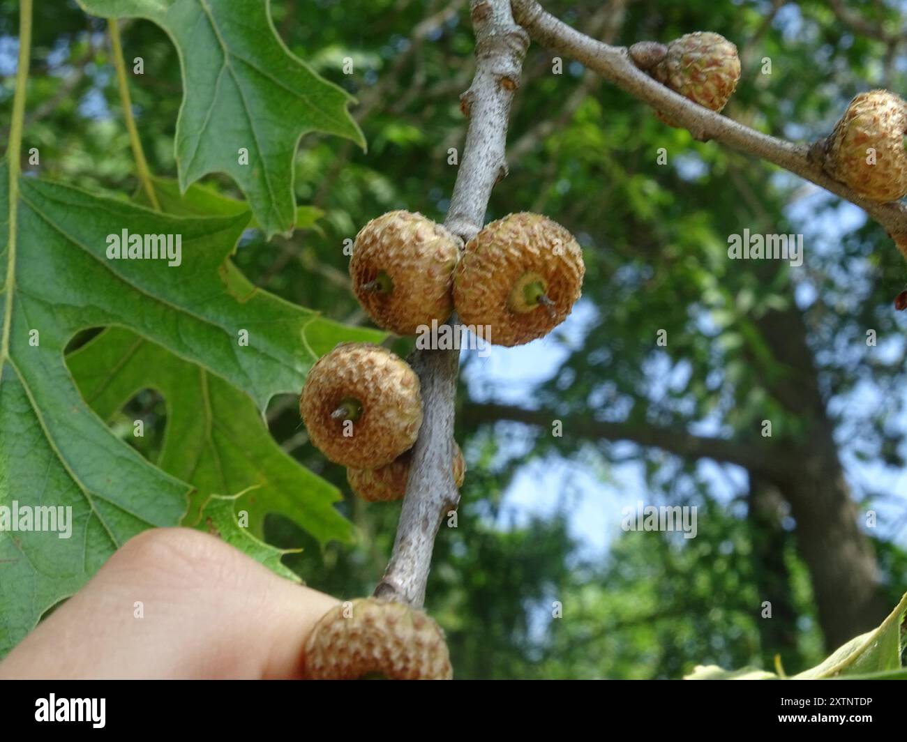 black oak (Quercus velutina) Plantae Stock Photo - Alamy