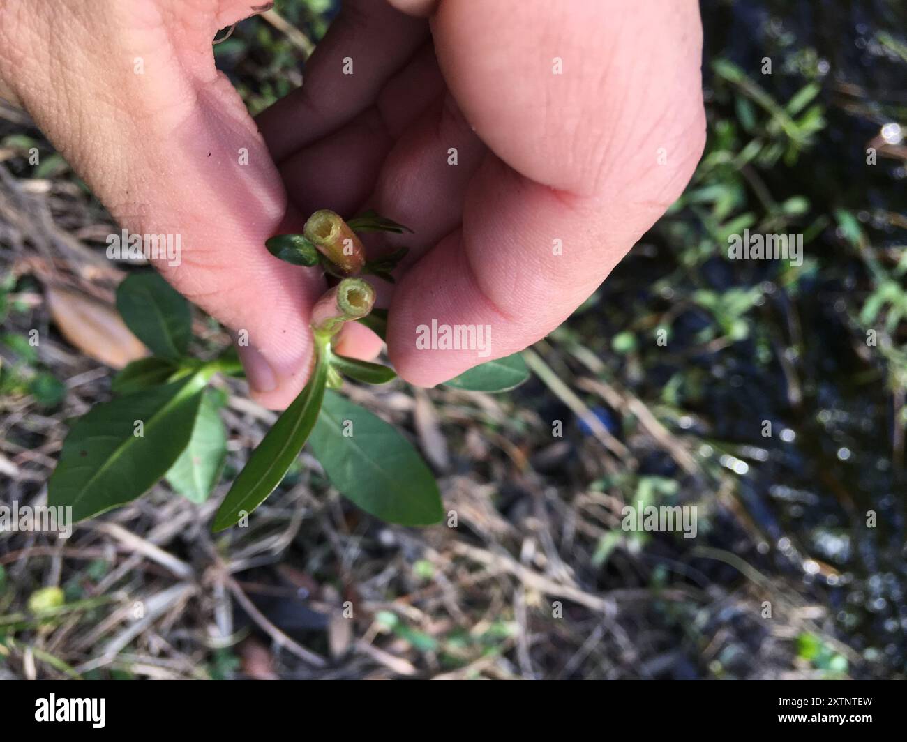 Alligatorweed (Alternanthera philoxeroides) Plantae Stock Photo - Alamy