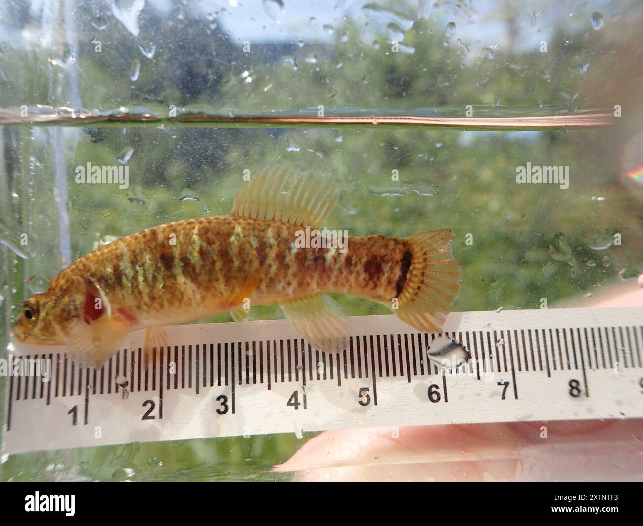 Umbra limi hi-res stock photography and images - Alamy