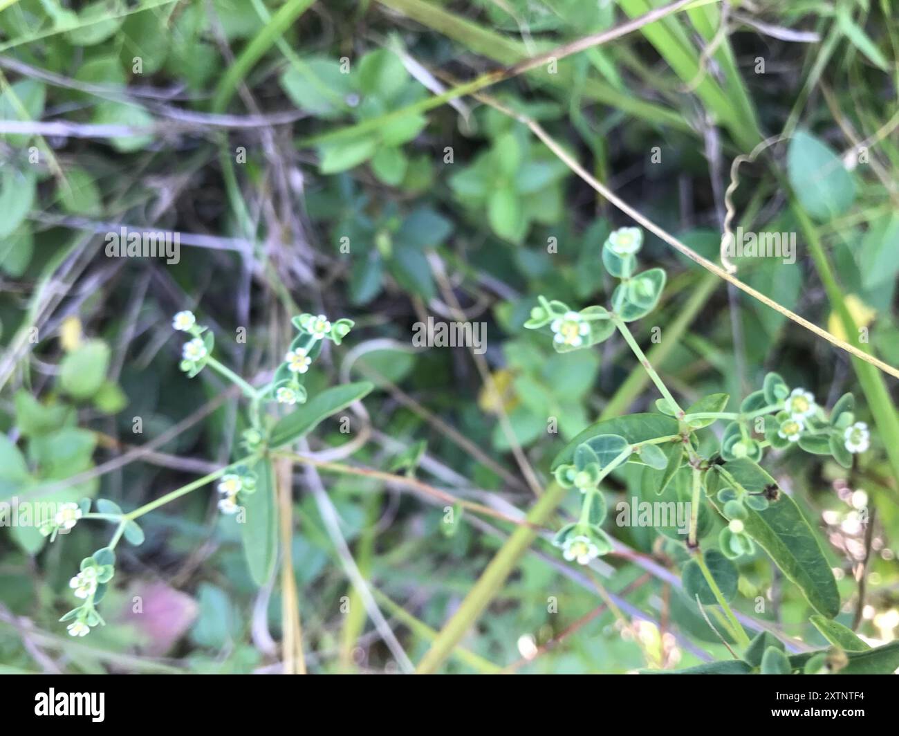 False Flowering Spurge (Euphorbia pubentissima) Plantae Stock Photo - Alamy
