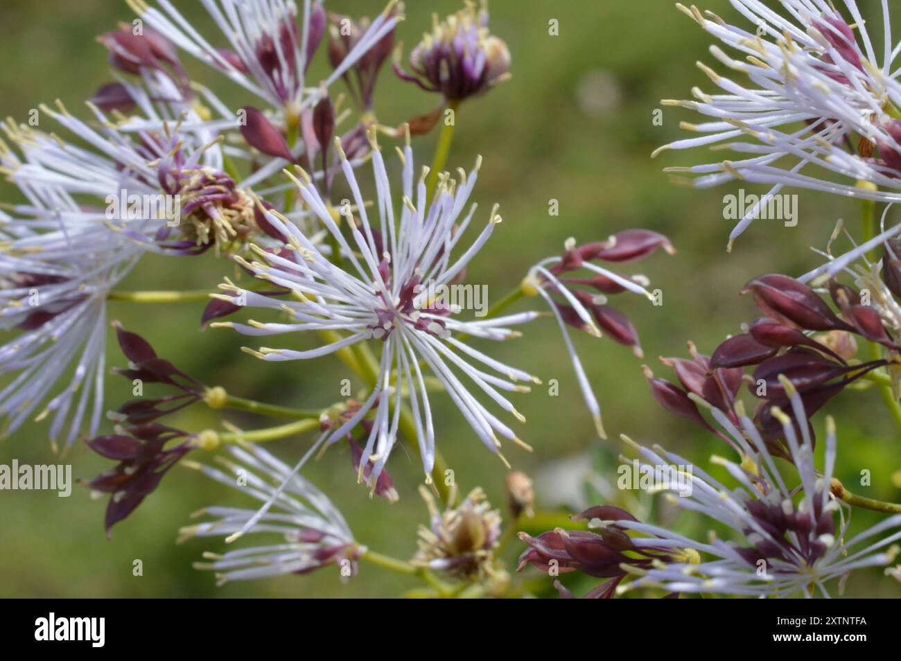 French meadow-rue (Thalictrum aquilegiifolium) Plantae Stock Photo - Alamy