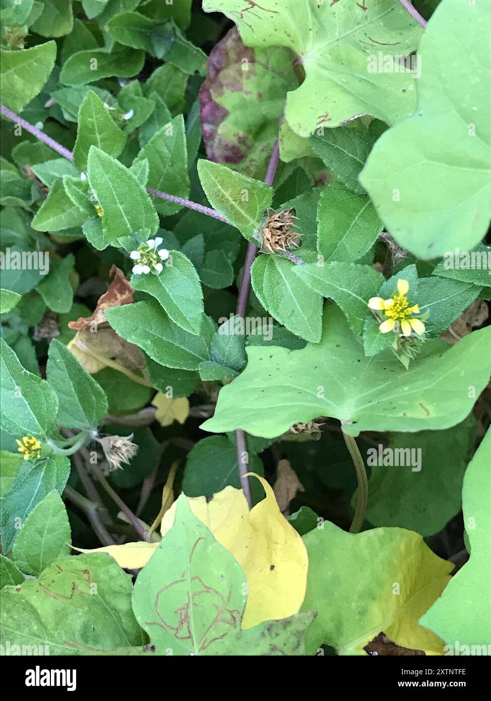 straggler daisy (Calyptocarpus vialis) Plantae Stock Photo - Alamy