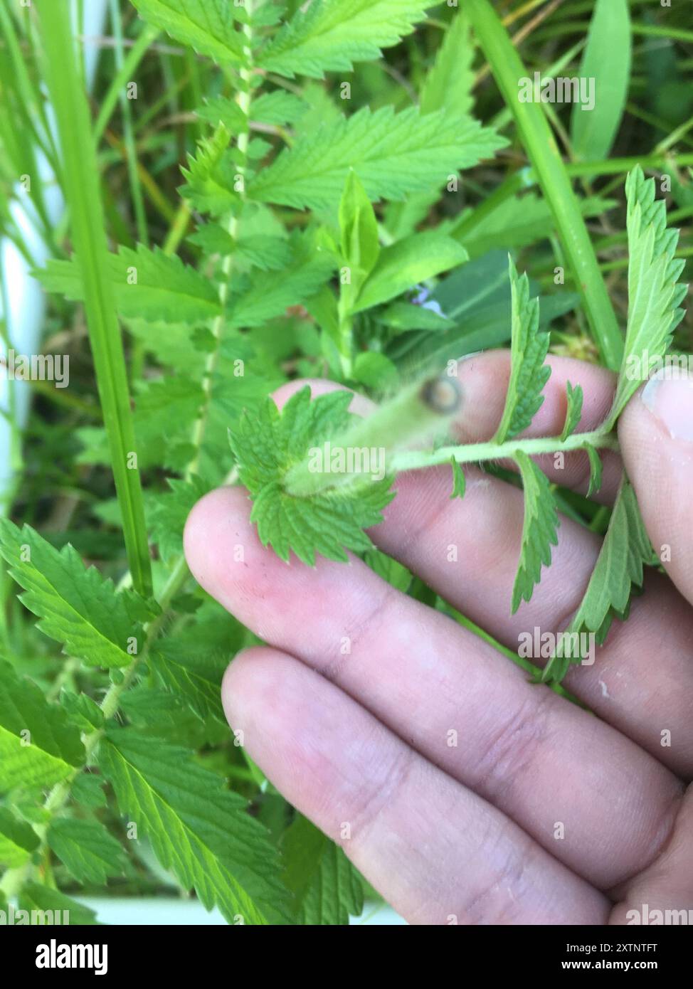 swamp agrimony (Agrimonia parviflora) Plantae Stock Photo - Alamy
