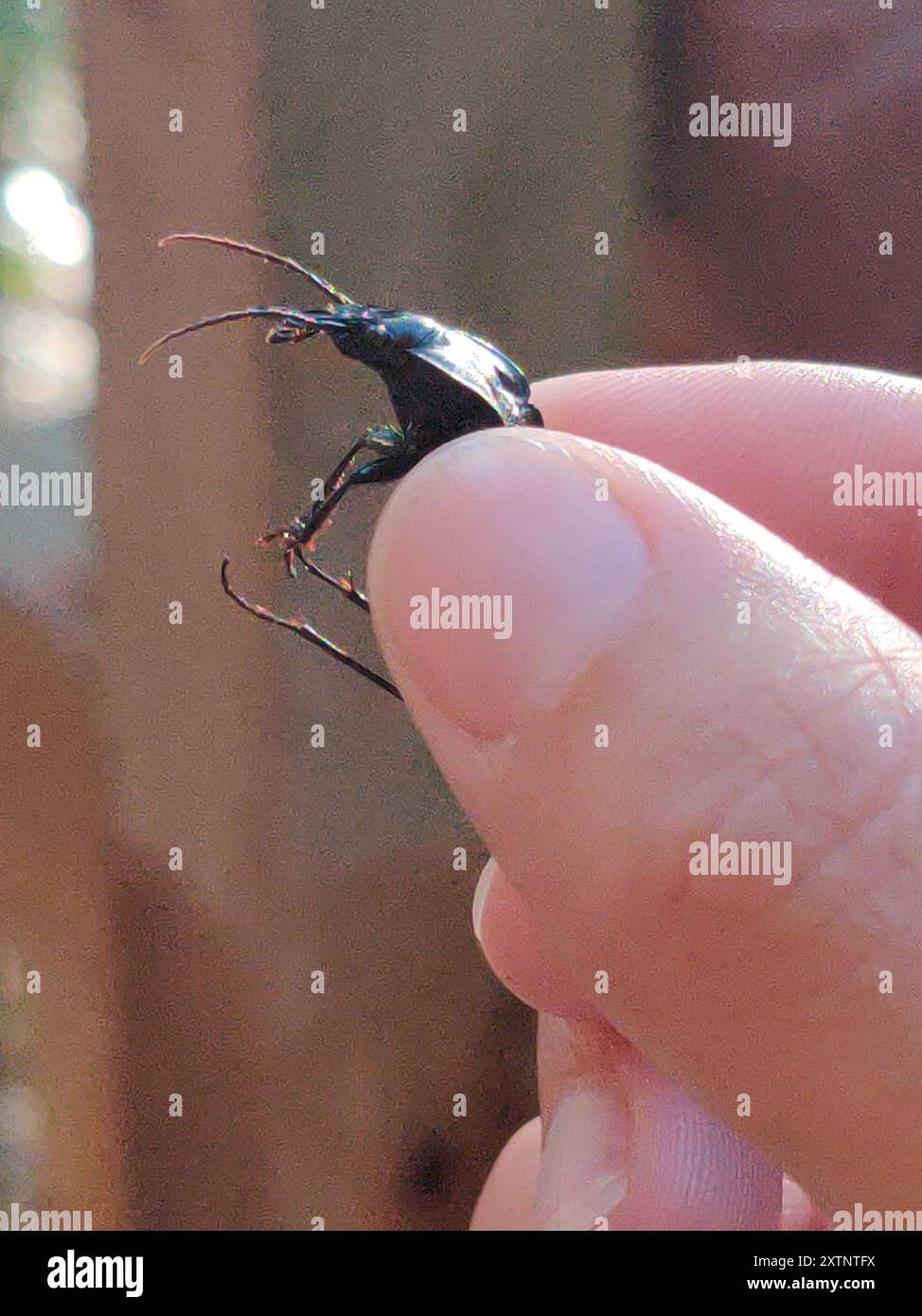 (Dicaelus dilatatus) Insecta Stock Photo - Alamy