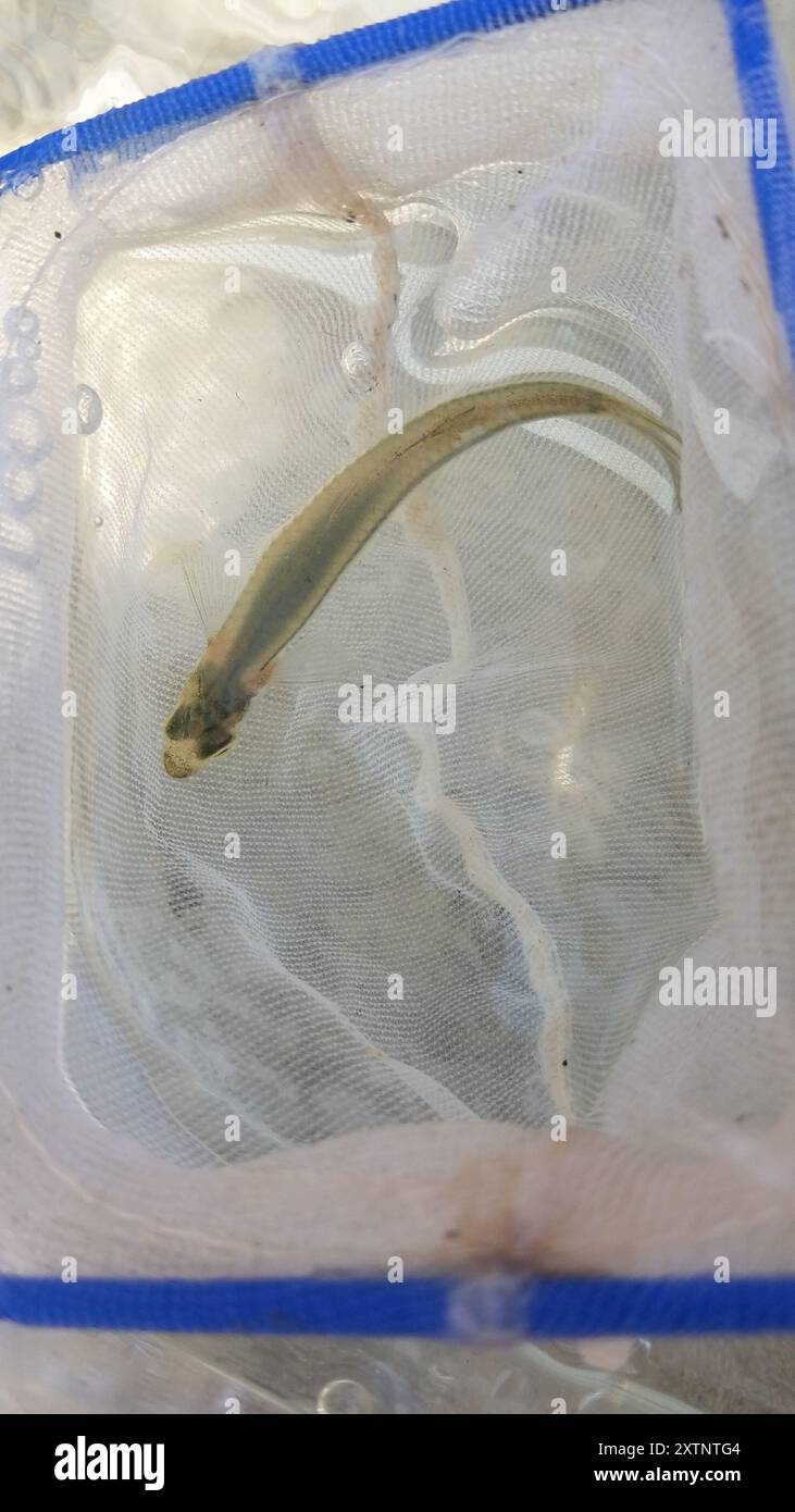 Atlantic Silverside (Menidia menidia) Actinopterygii Stock Photo - Alamy