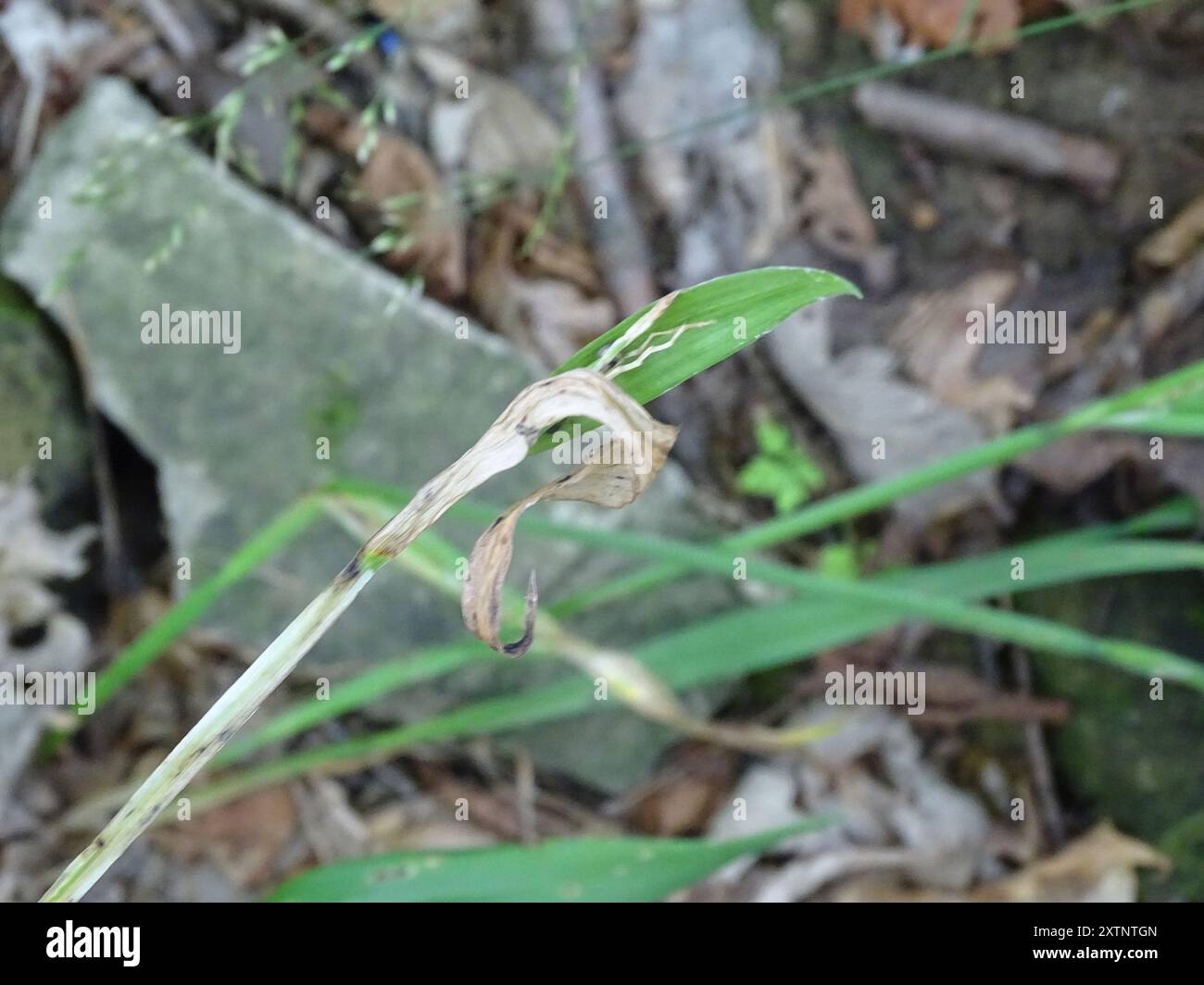 White Bear Sedge (Carex albursina) Plantae Stock Photo - Alamy