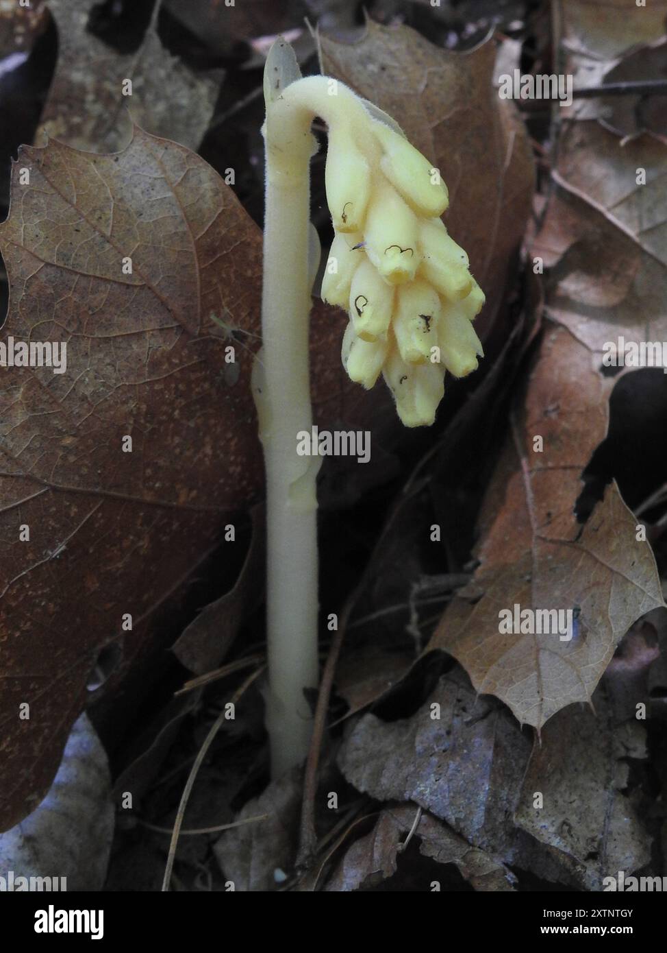 pinesap (Monotropa hypopitys) Plantae Stock Photo - Alamy