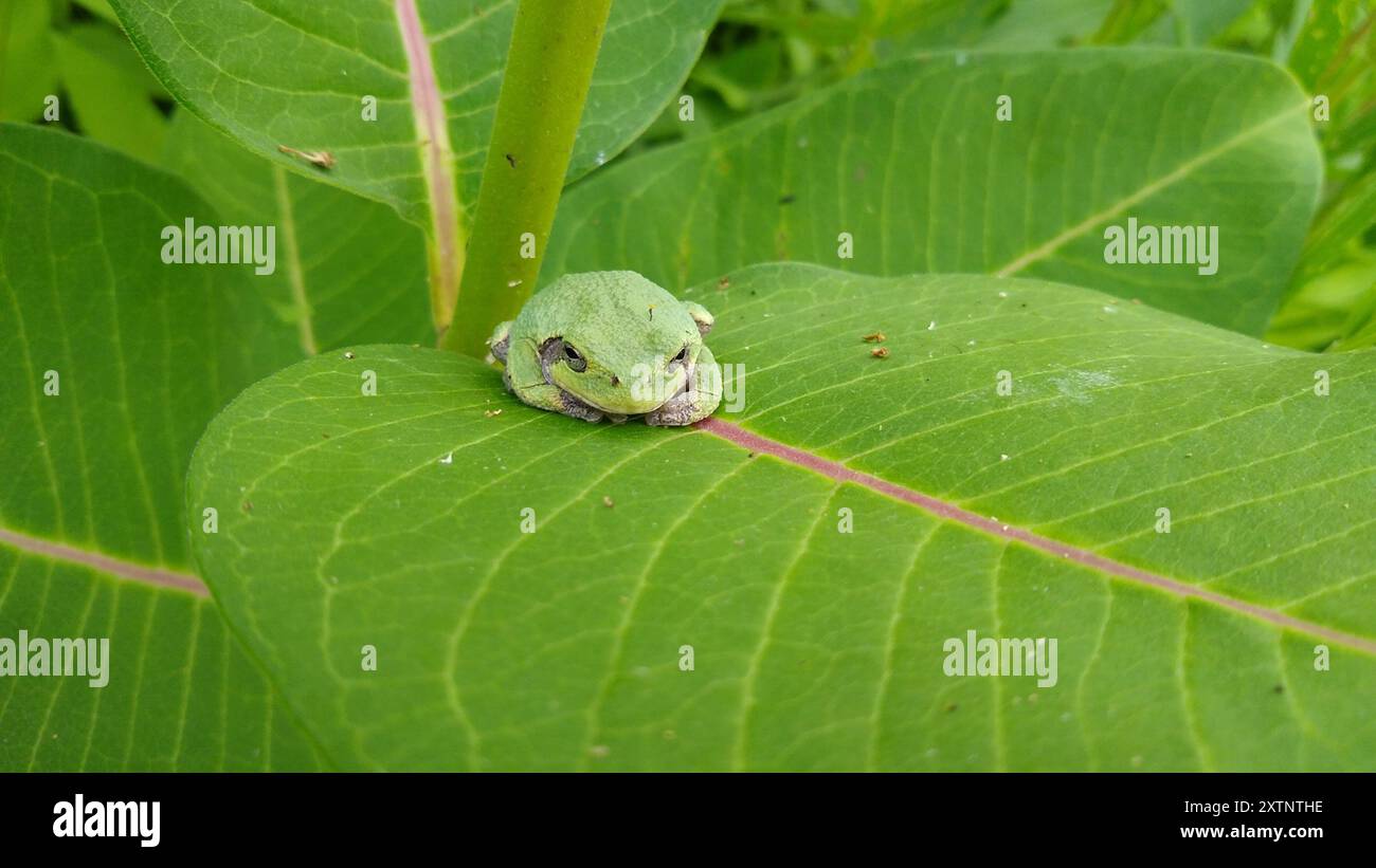 Gray Treefrog Species Complex (Hyla versicolor) Amphibia Stock Photo ...