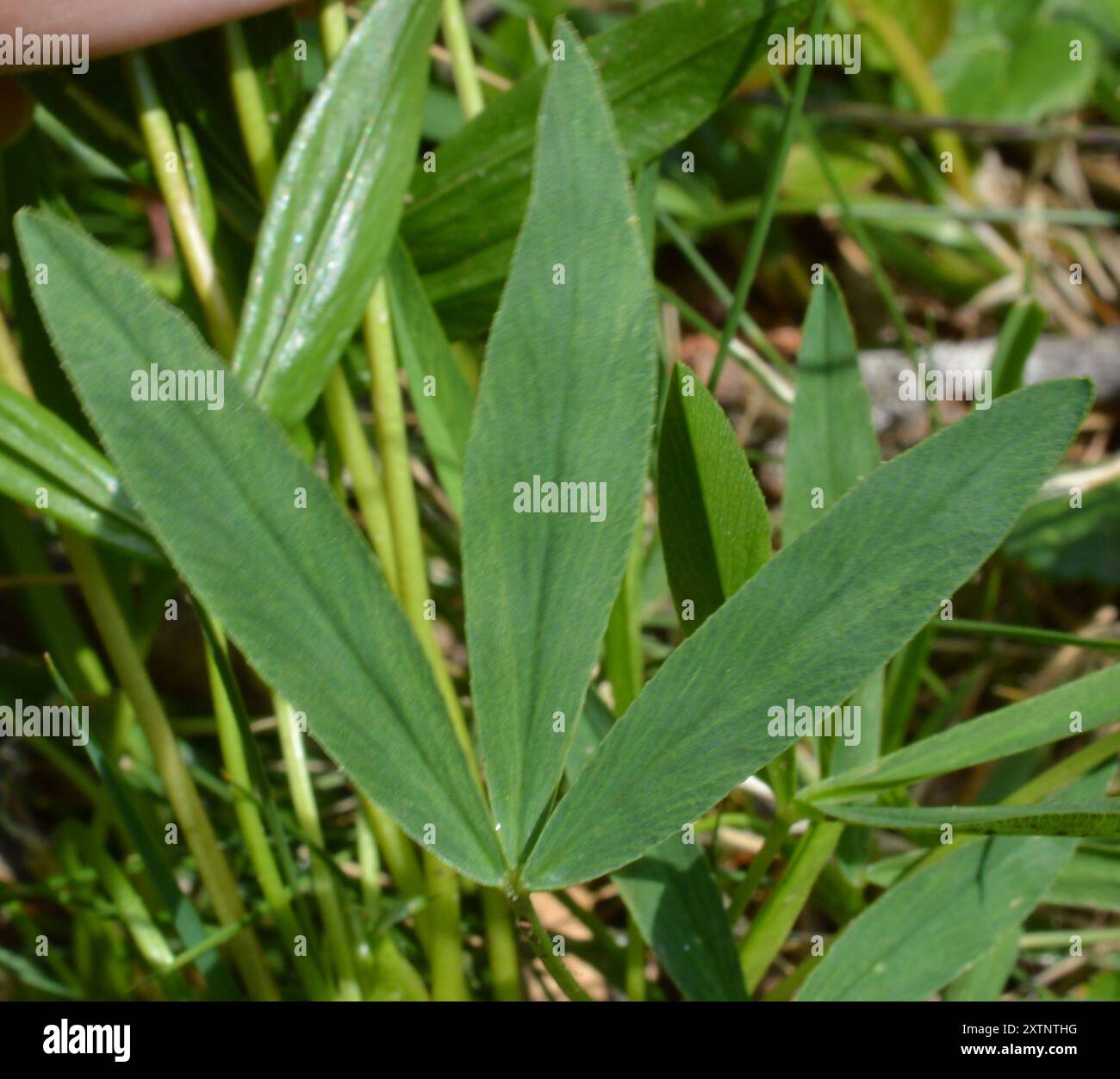 Alpine Clover (Trifolium alpinum) Plantae Stock Photo - Alamy