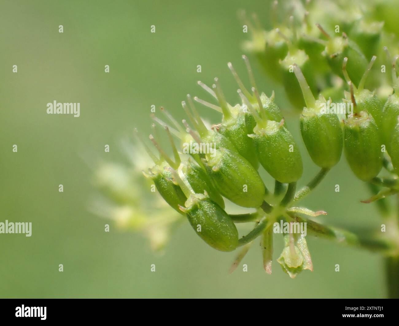 Java water-dropwort (Oenanthe javanica) Plantae Stock Photo - Alamy