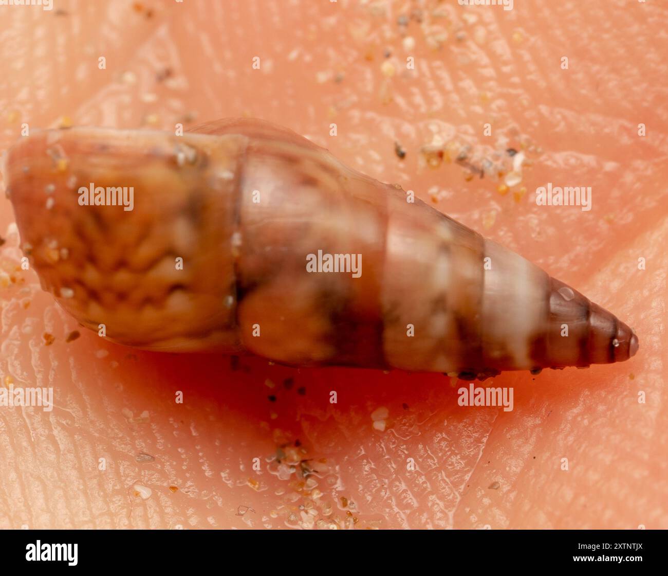 Banded Kelp Shell (Bankivia fasciata) Mollusca Stock Photo - Alamy