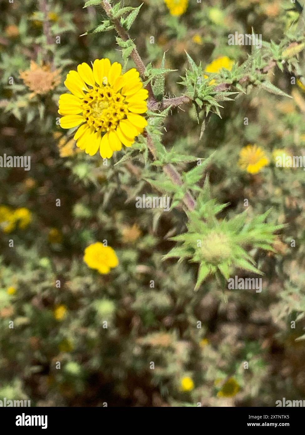 southern tarplant (Centromadia parryi australis) Plantae Stock Photo ...