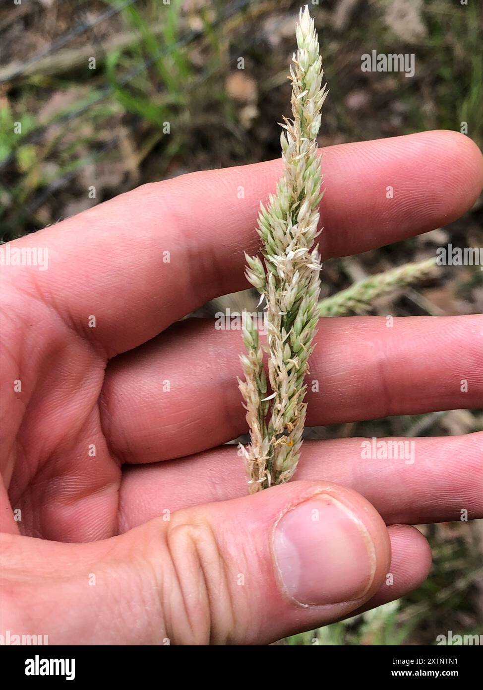 grasses (Poaceae) Plantae Stock Photo - Alamy
