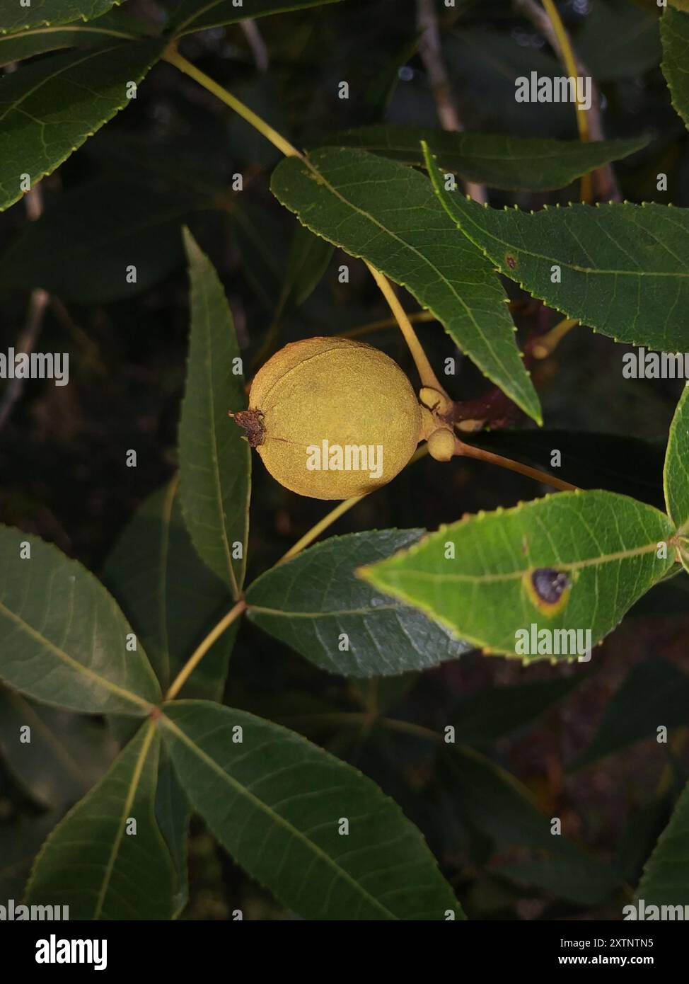 Scrub Hickory (Carya floridana) Plantae Stock Photo - Alamy