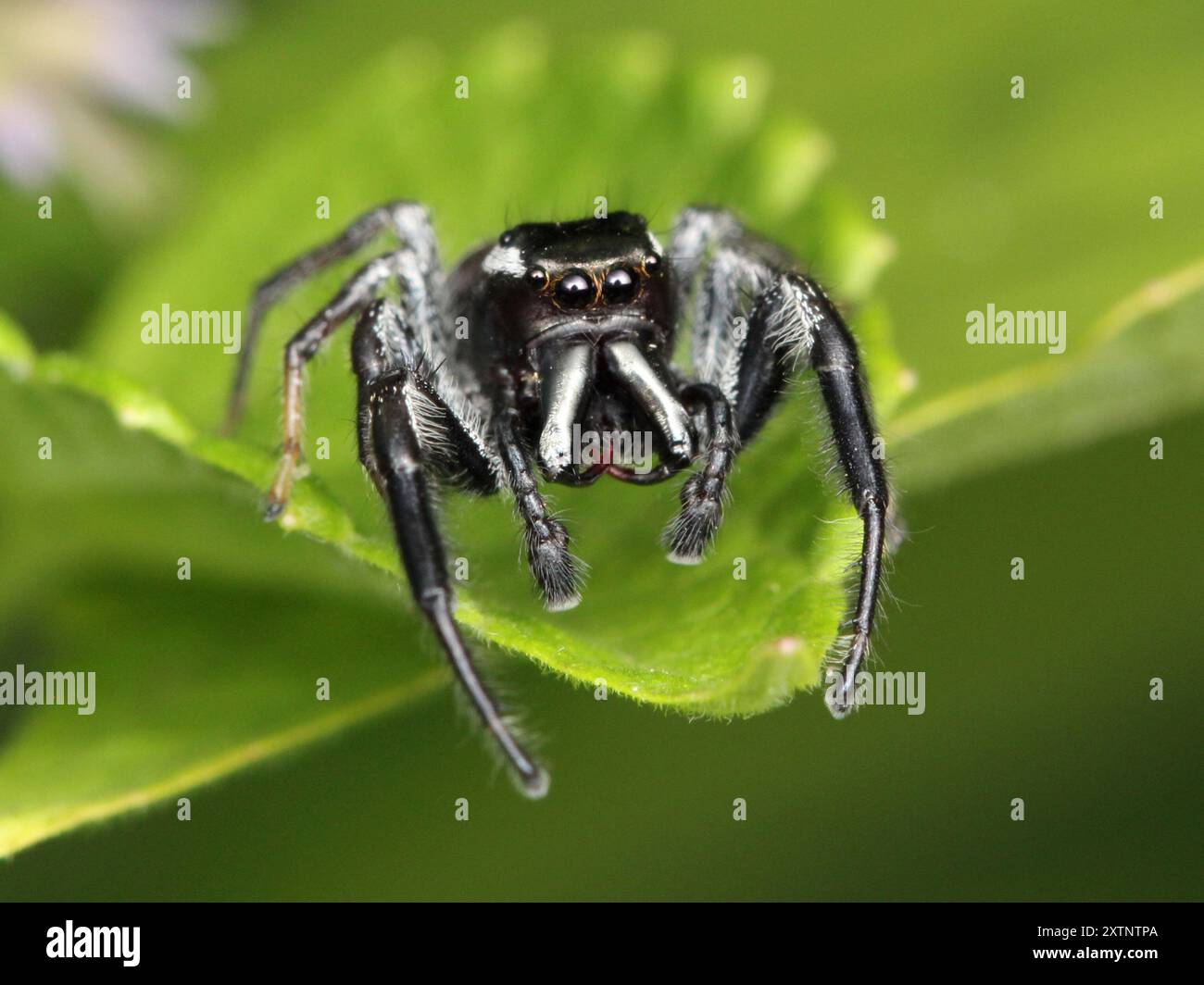 Golden Jumping Spider (Paraphidippus aurantius) Arachnida Stock Photo ...