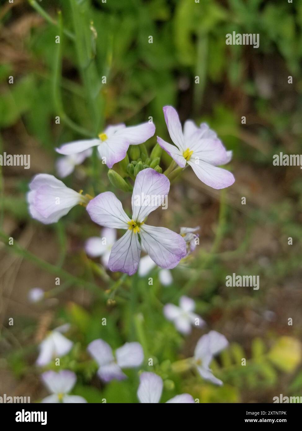 wild and domestic radish (Raphanus raphanistrum sativus) Plantae Stock ...