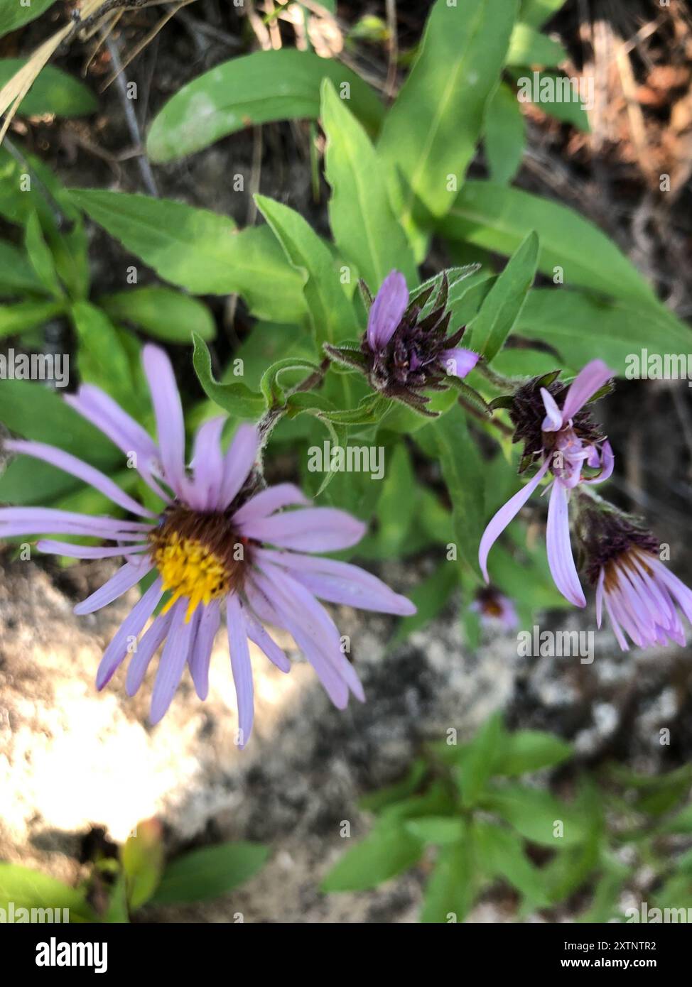 asters and allies (Astereae) Plantae Stock Photo - Alamy