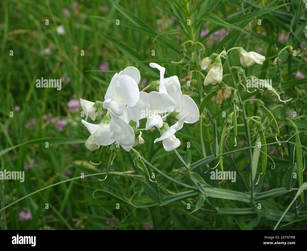 broad-leaved sweet pea (Lathyrus latifolius) Plantae Stock Photo - Alamy