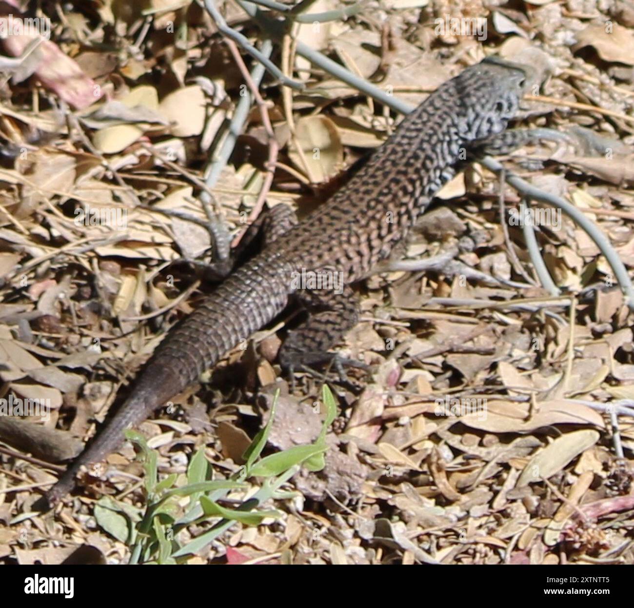 Western Whiptail (Aspidoscelis tigris) Reptilia Stock Photo - Alamy