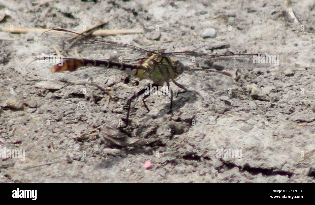 Flag-tailed Spinyleg (Dromogomphus spoliatus) Insecta Stock Photo - Alamy