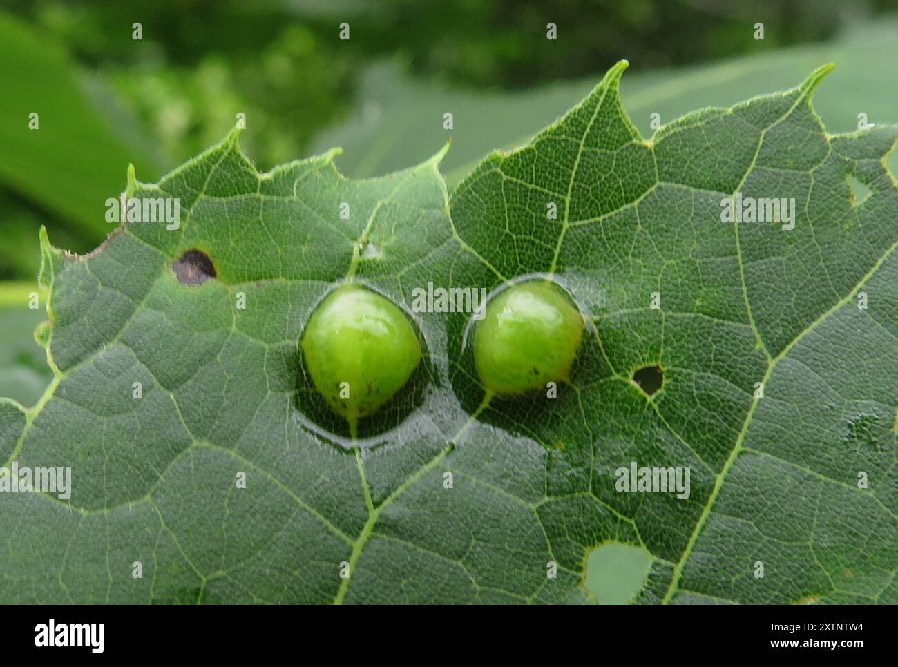 Linden Wart Gall Midge (Contarinia verrucicola) Insecta Stock Photo - Alamy