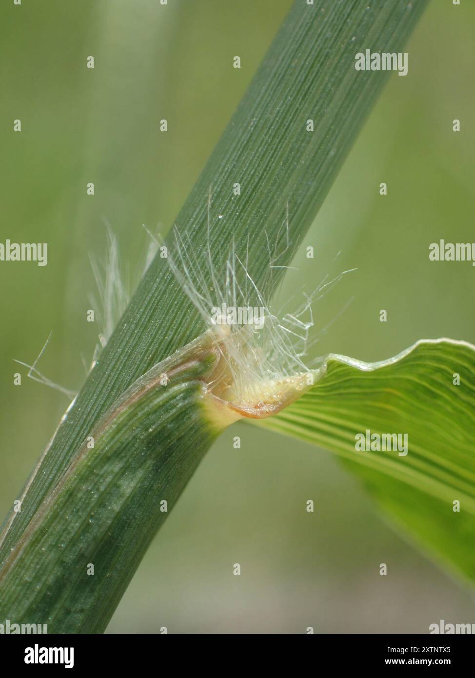 Vasey Grass (Paspalum urvillei) Plantae Stock Photo - Alamy