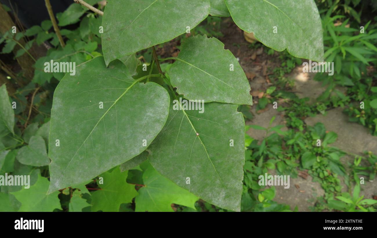 Lilac Powdery Mildew (Erysiphe syringae) Fungi Stock Photo - Alamy