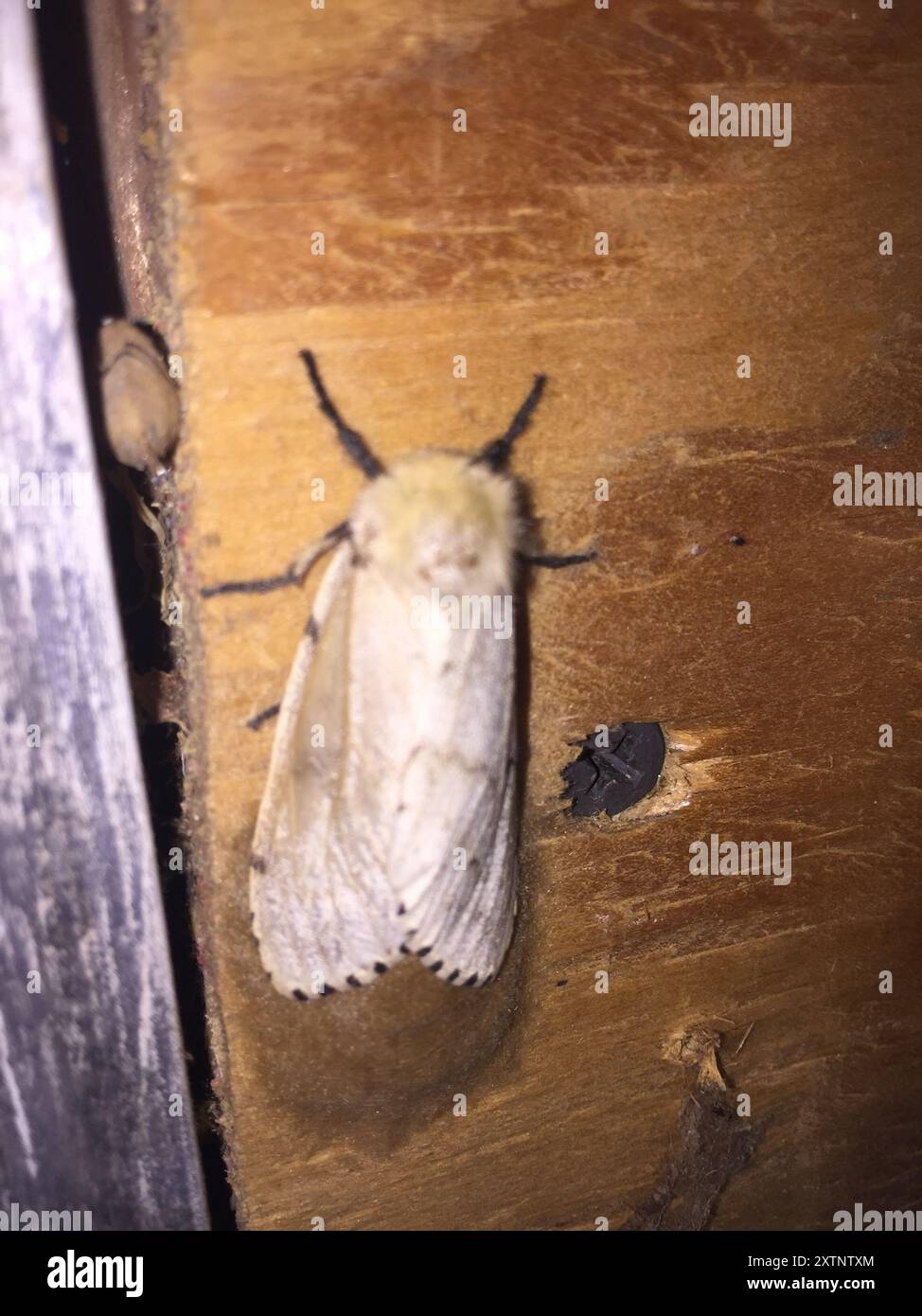 Spongy Moth (Lymantria dispar) Insecta Stock Photo - Alamy