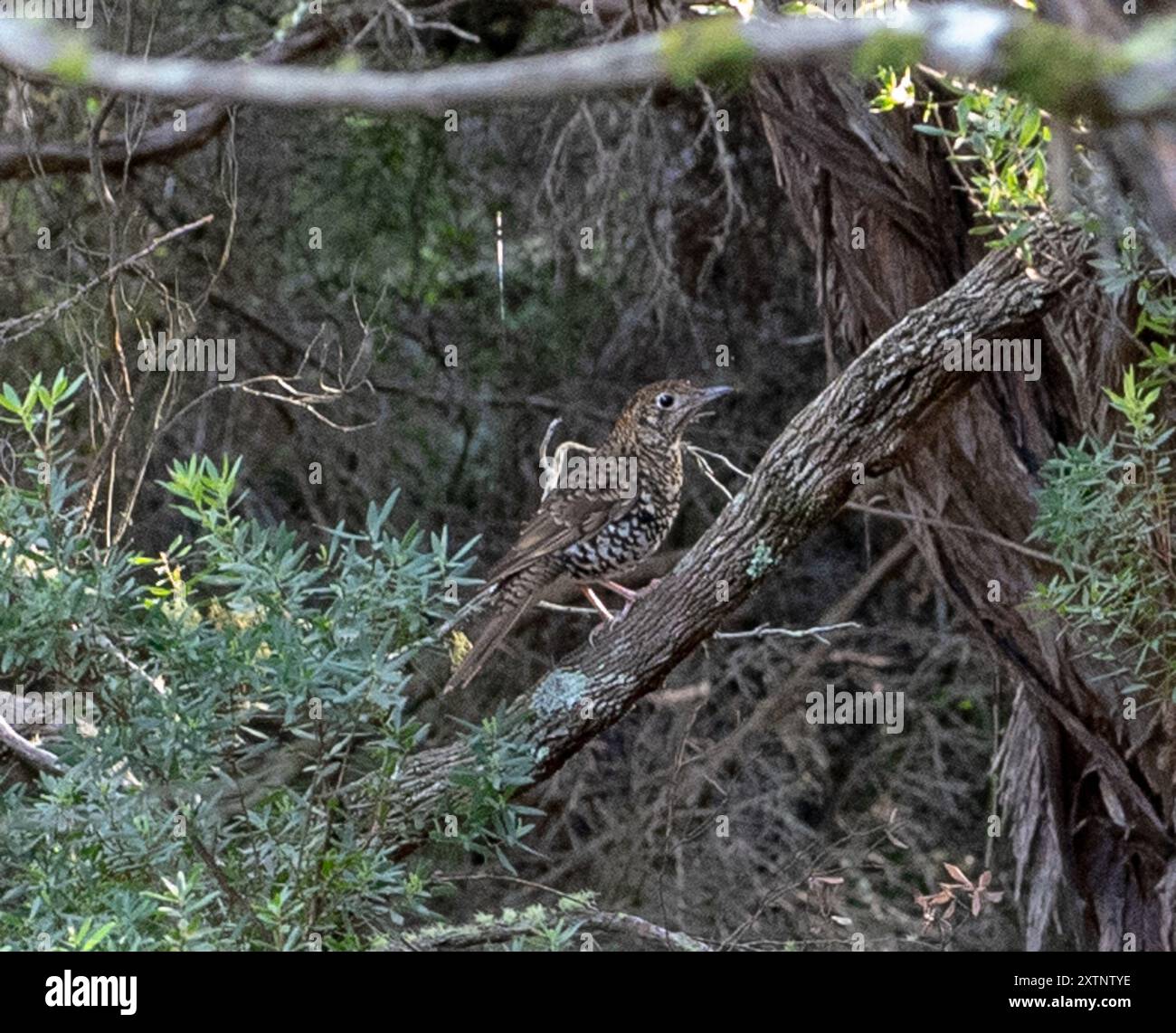 Bassian Thrush (Zoothera lunulata) Aves Stock Photo - Alamy