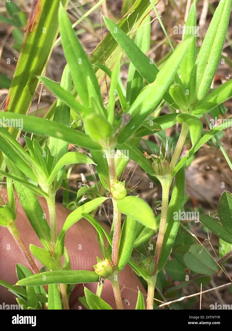 rough buttonweed (Hexasepalum teres) Plantae Stock Photo - Alamy