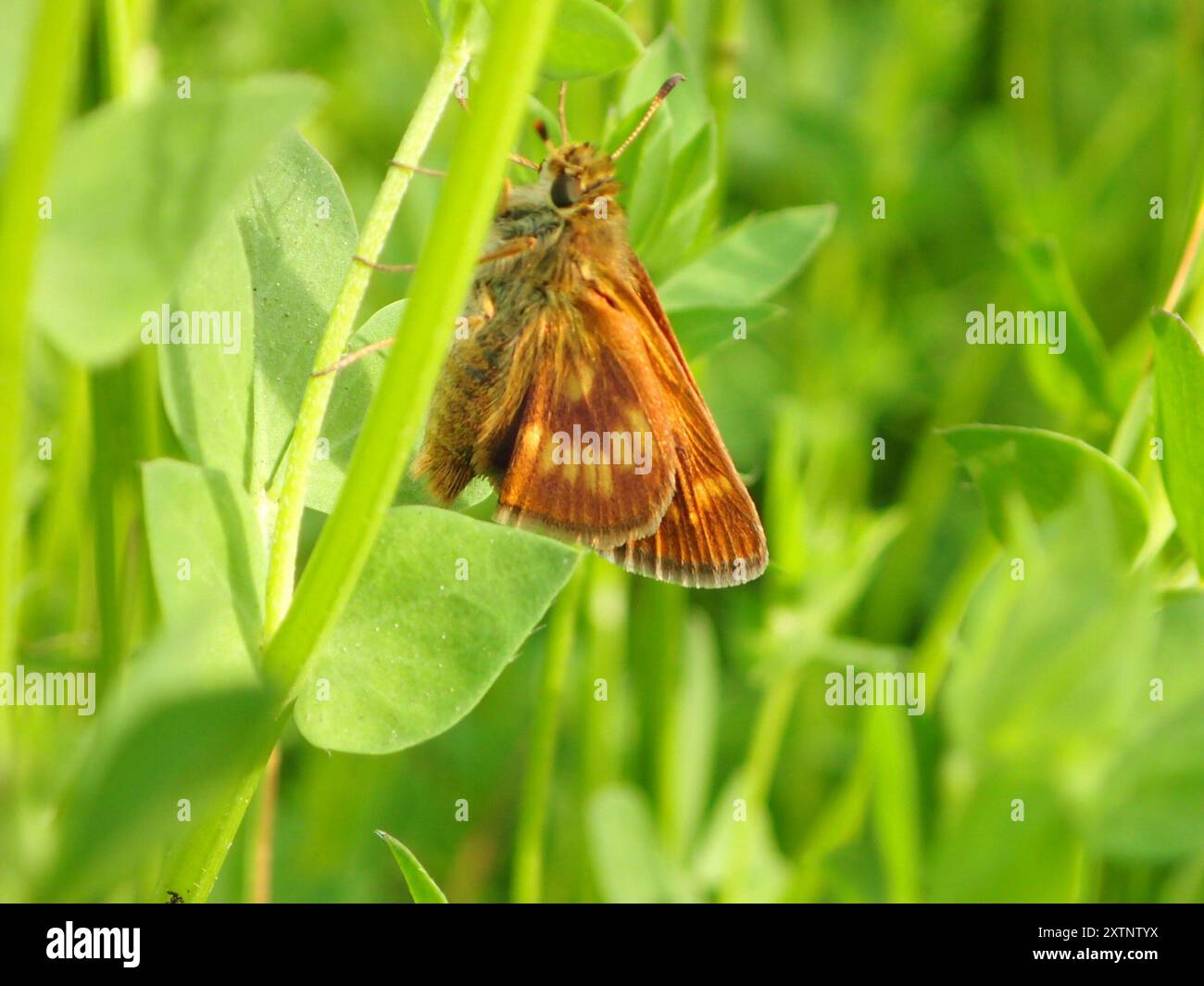Polites mystic hi-res stock photography and images - Alamy