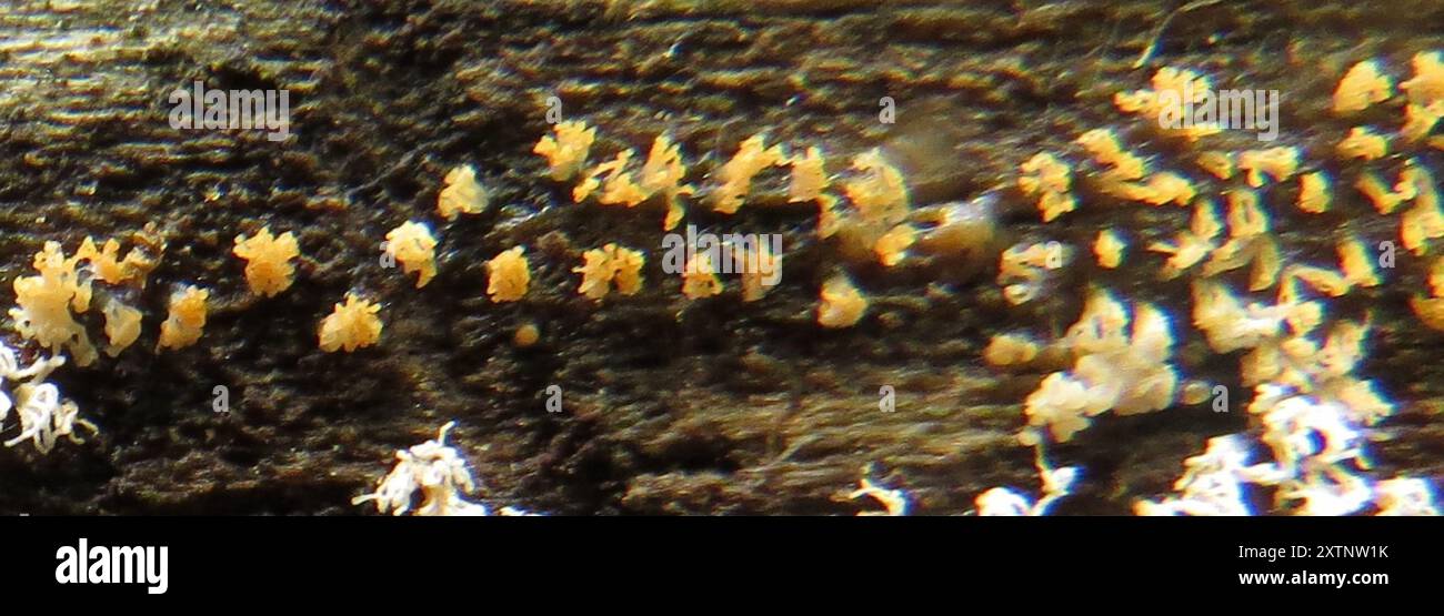 true slime molds (Myxomycetes) Protozoa Stock Photo - Alamy