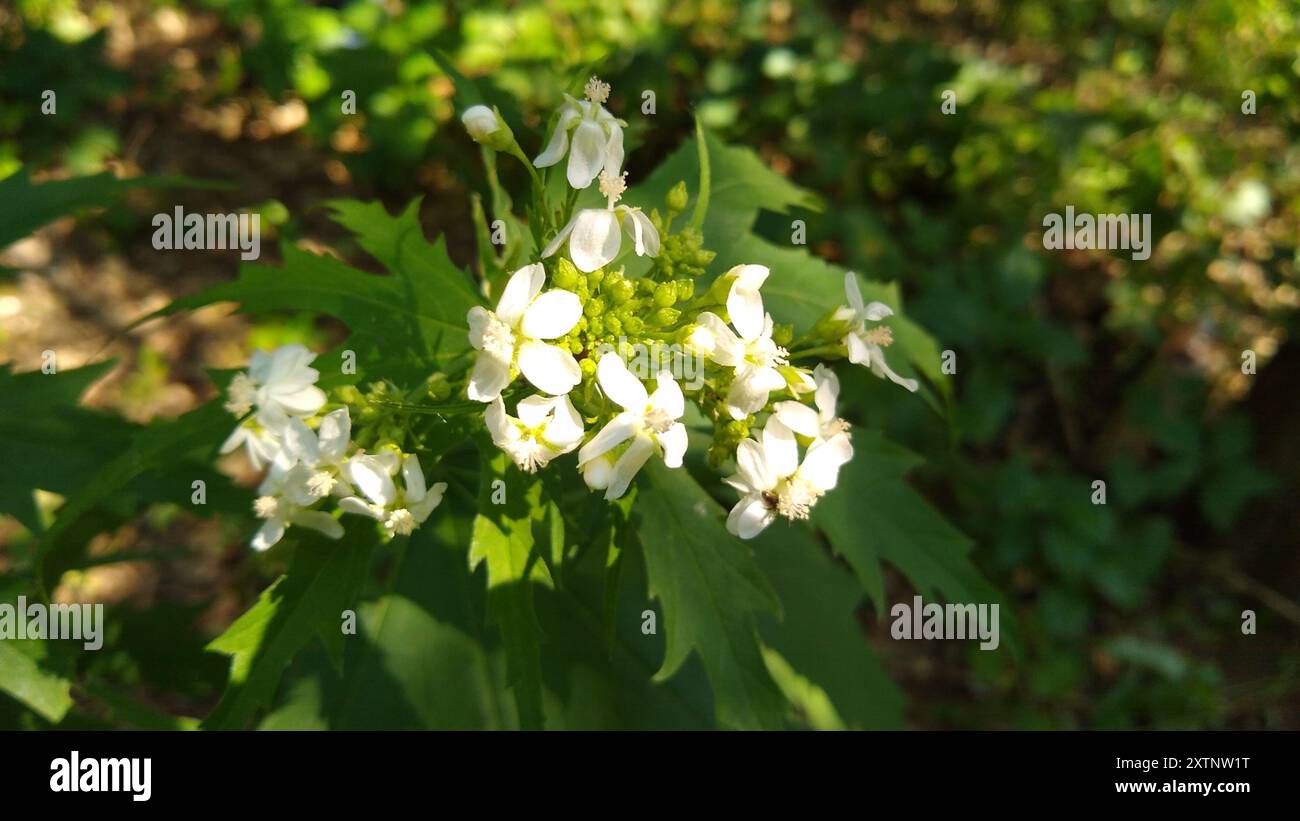 Glade Mallow (Napaea dioica) Plantae Stock Photo - Alamy
