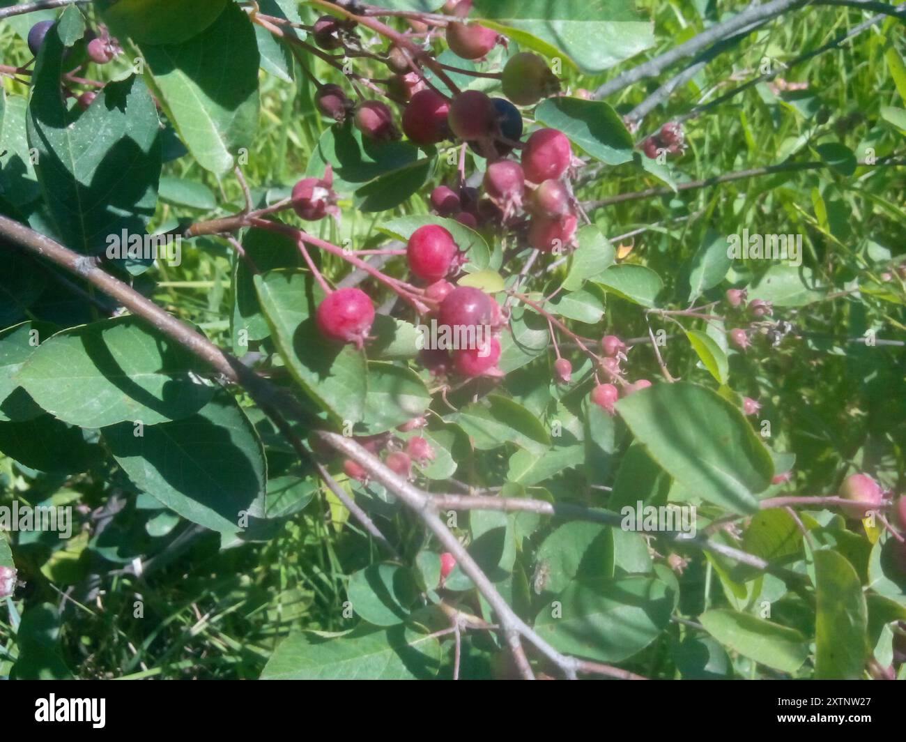 Dwarf Serviceberry (Amelanchier × spicata) Plantae Stock Photo - Alamy