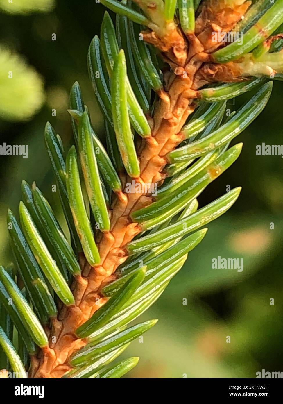 white spruce (Picea glauca) Plantae Stock Photo - Alamy