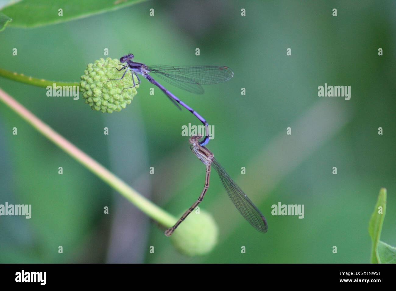 Variable Dancer (Argia fumipennis) Insecta Stock Photo - Alamy