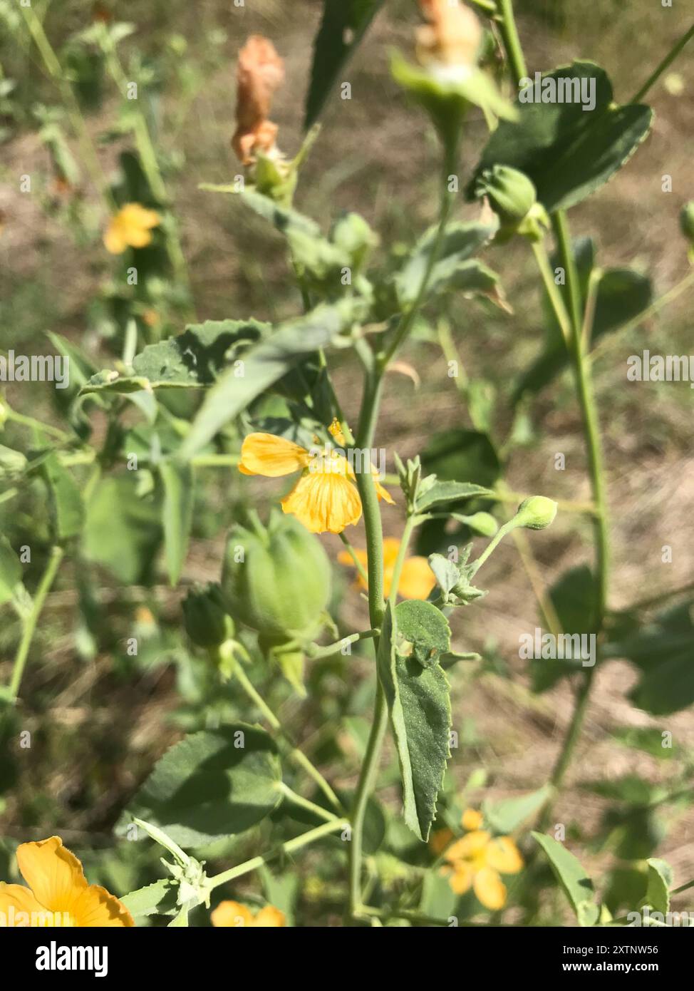 sweet Indian Mallow (Abutilon fruticosum) Plantae Stock Photo - Alamy