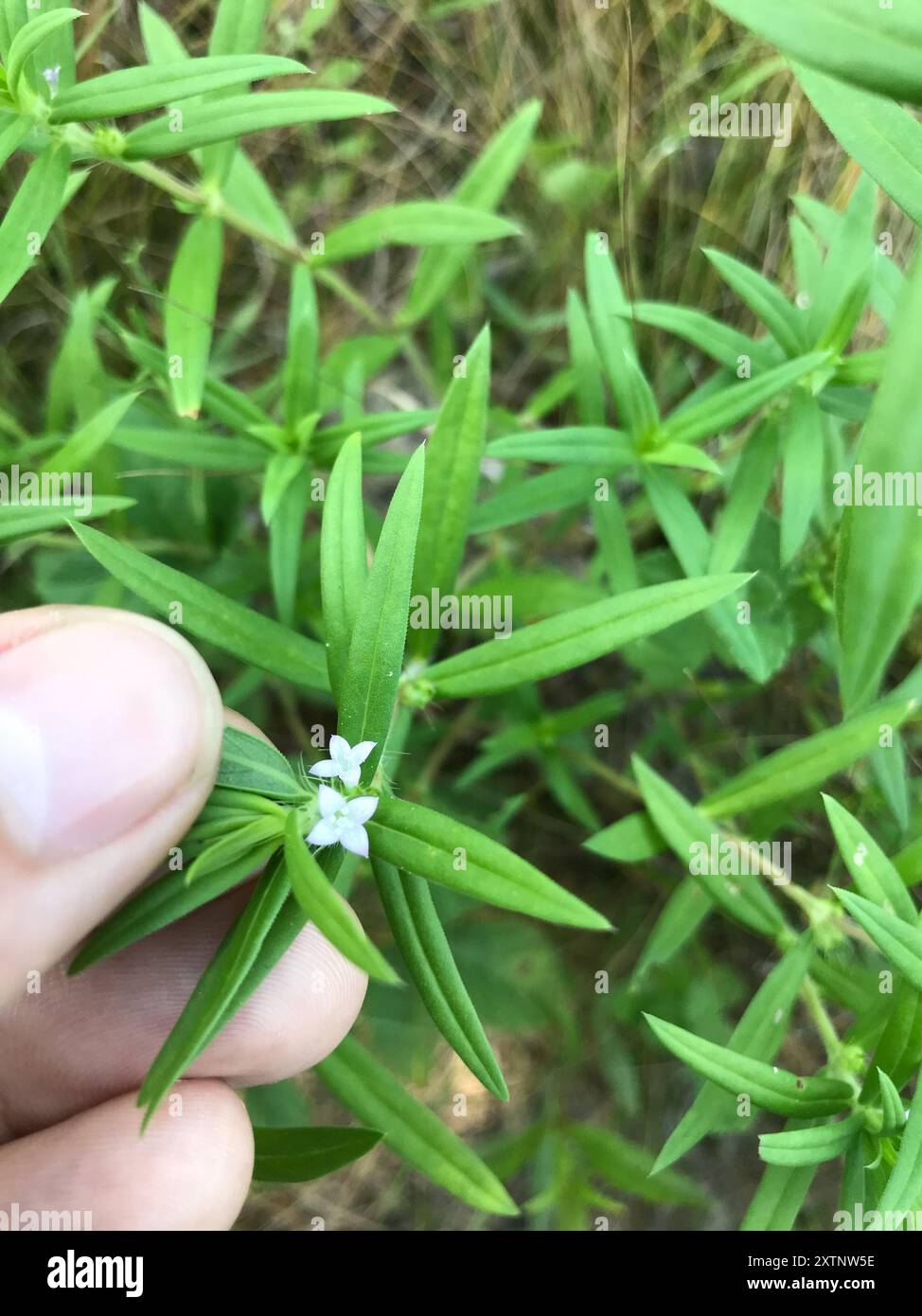 rough buttonweed (Hexasepalum teres) Plantae Stock Photo - Alamy