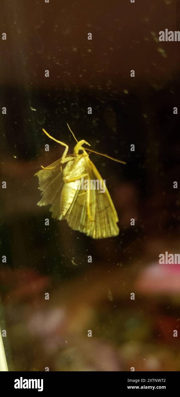 Wavy-lined Fan-foot (Zanclognatha jacchusalis) Insecta Stock Photo - Alamy
