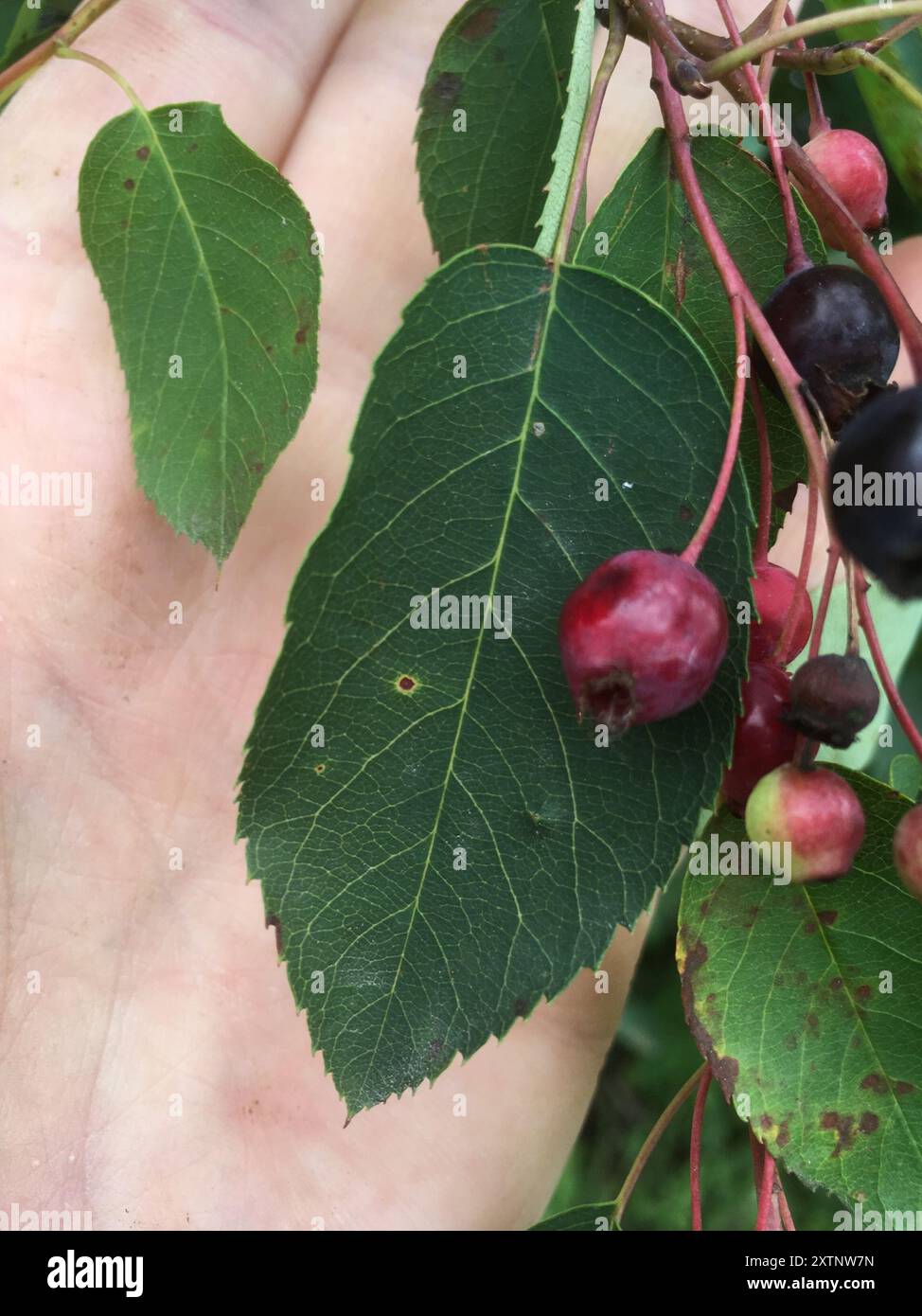 common serviceberry (Amelanchier arborea) Plantae Stock Photo - Alamy