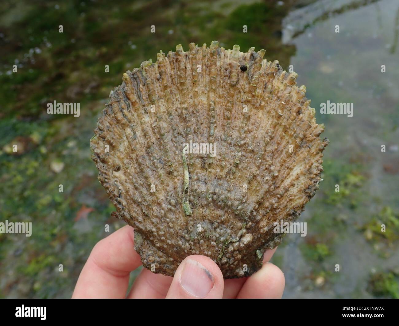 Giant Rock Scallop (Crassadoma gigantea) Mollusca Stock Photo - Alamy