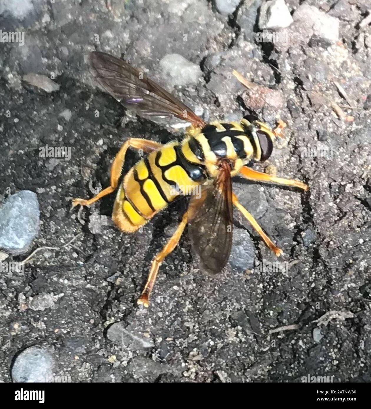 Virginia Giant Hover Fly (Milesia virginiensis) Insecta Stock Photo - Alamy