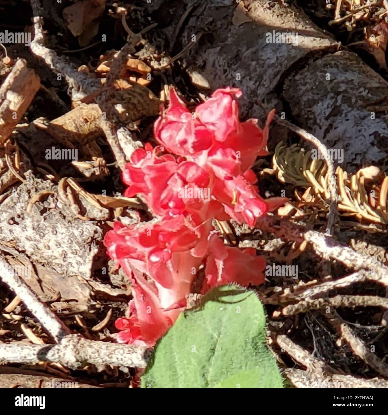 Snowplant (Sarcodes sanguinea) Plantae Stock Photo - Alamy