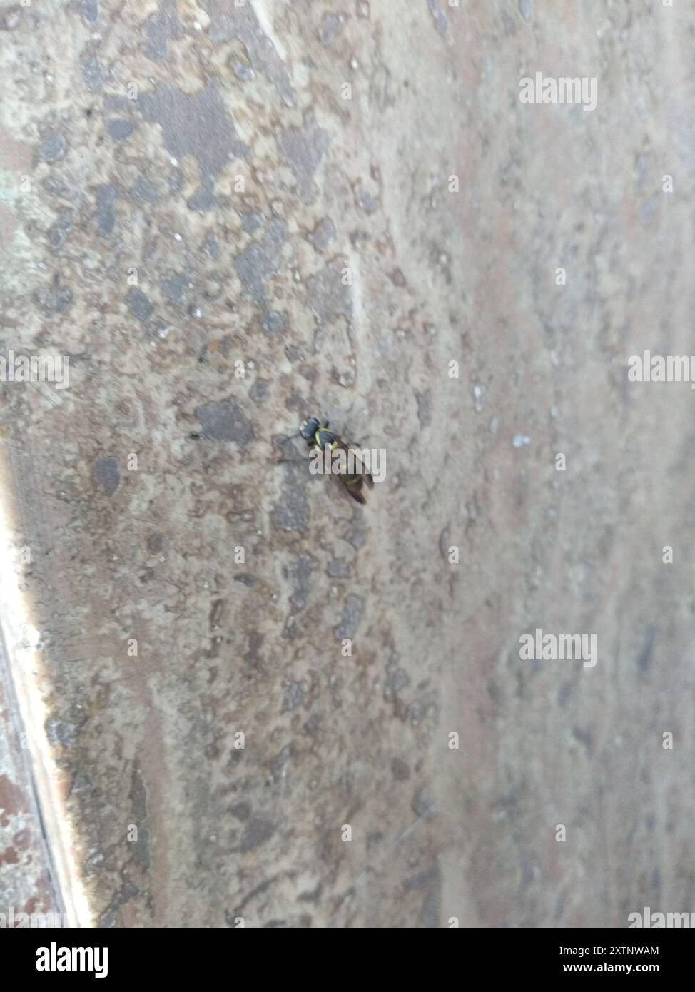 Paper Wasps (Polistinae) Insecta Stock Photo - Alamy