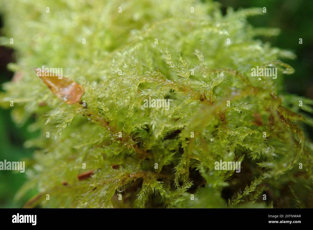 Oregon Beaked Moss (Kindbergia oregana) Plantae Stock Photo - Alamy