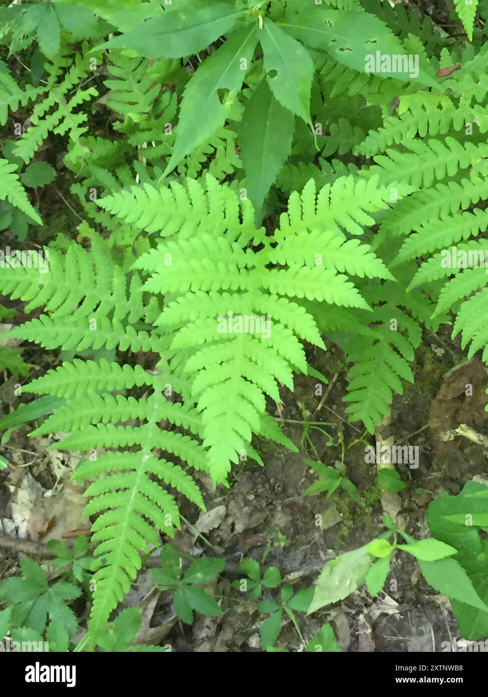 broad beech fern (Phegopteris hexagonoptera) Plantae Stock Photo - Alamy